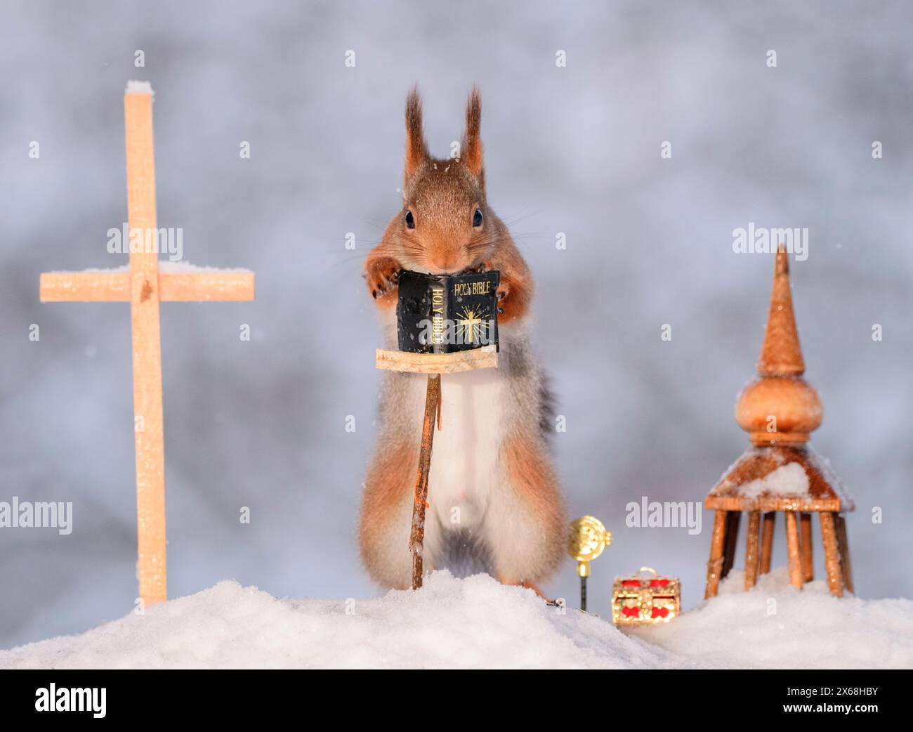 Red Squirrel is reading a bible in the snow Stock Photo - Alamy