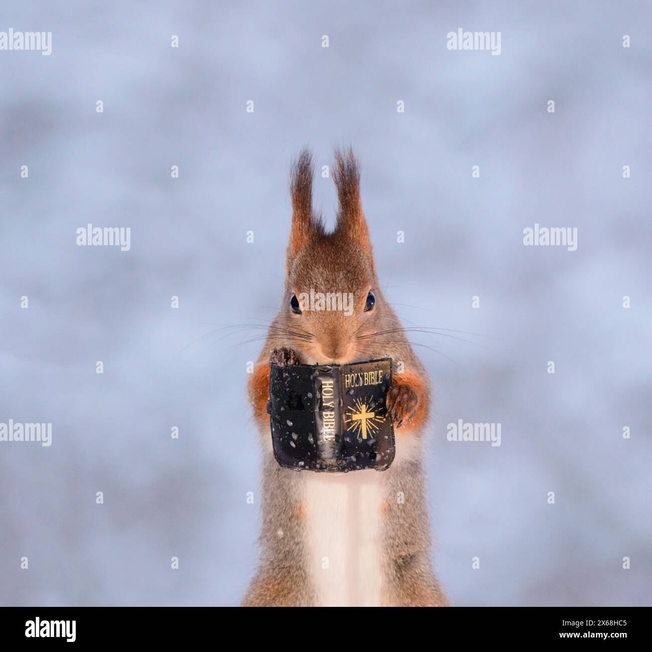 Red Squirrel is reading a bible with ice Stock Photo - Alamy