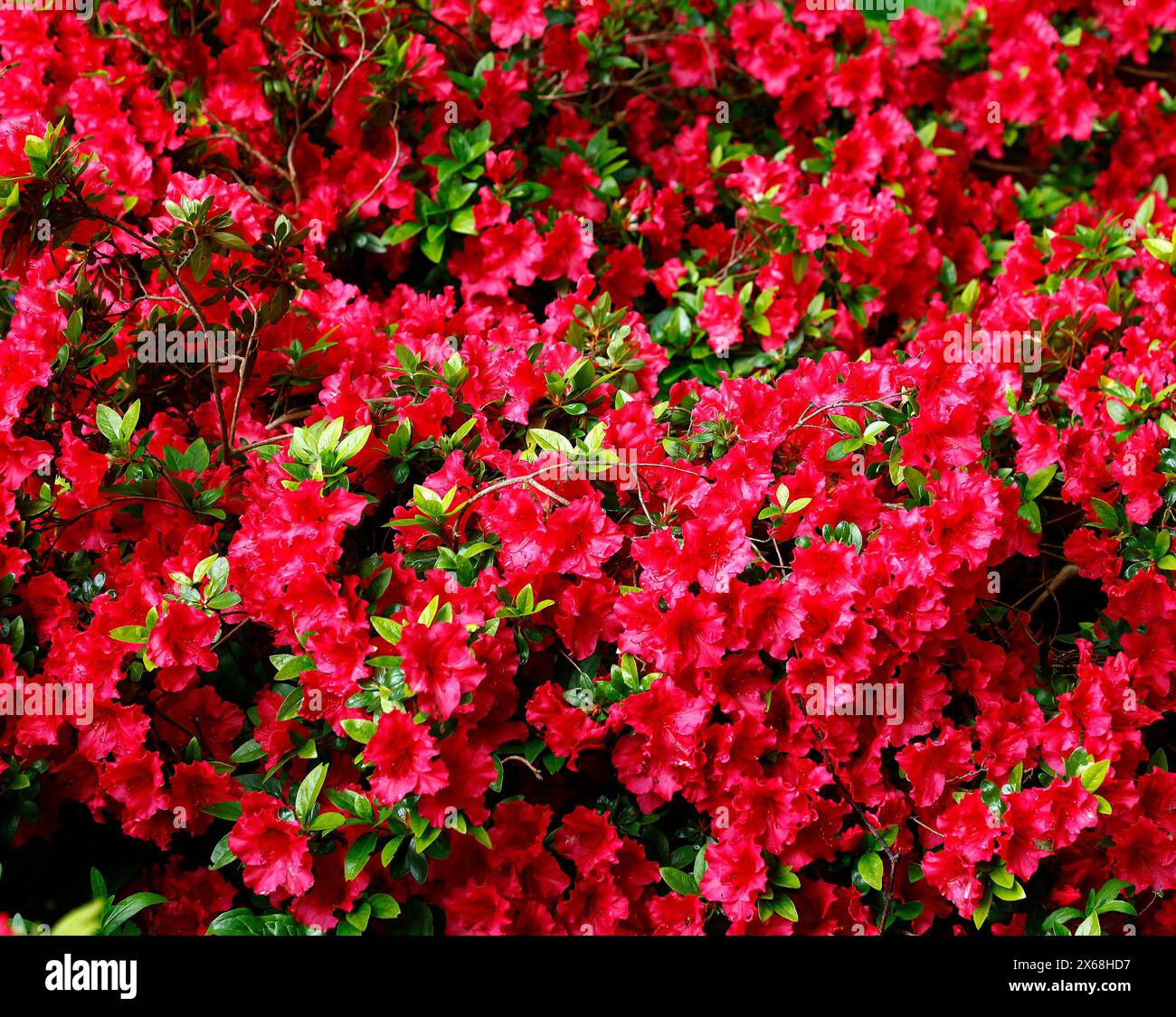 Closeup of the red funnel-shaped flowers of the compact growing garden ...