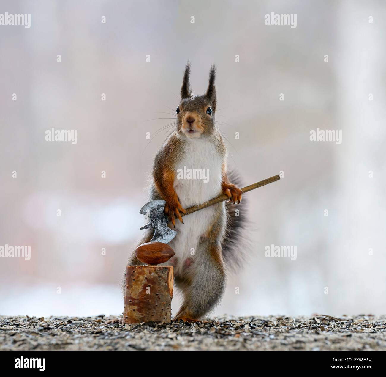 Red Squirrel with an axe and a nut Stock Photo - Alamy
