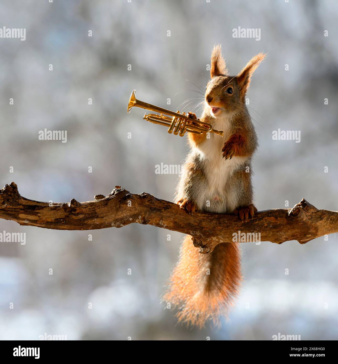 Open trumpet hi-res stock photography and images - Alamy