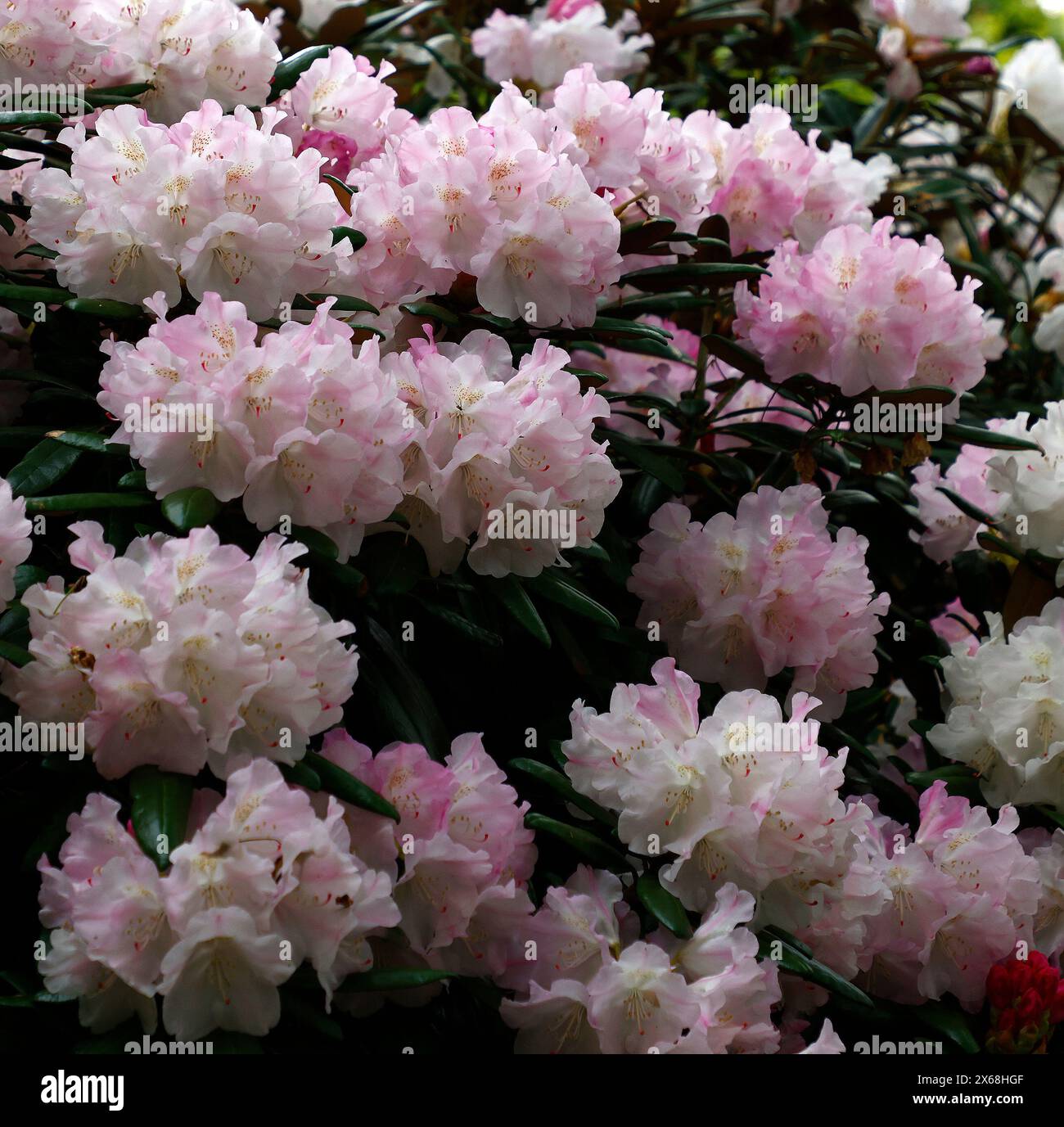 Closeup of the white flushed pink flowers of the spring flowering ...