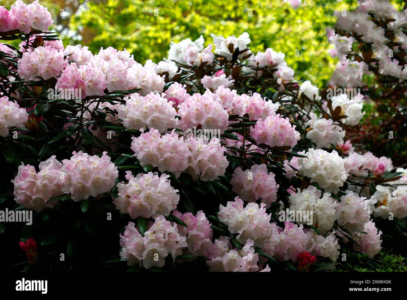Closeup of the white flushed pink flowers of the spring flowering ...