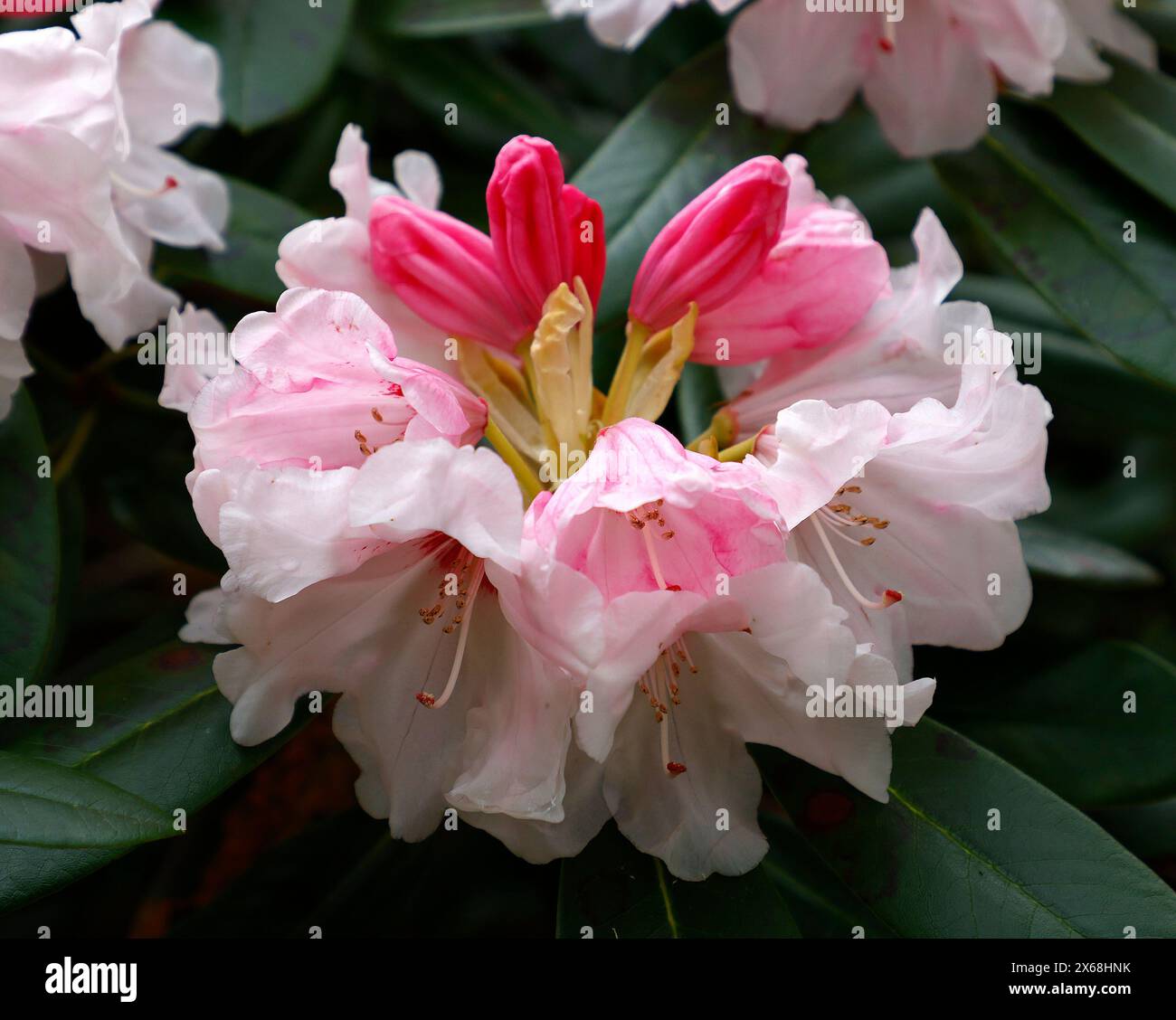 Closeup of the red white pink flowers of the evergreen yakushimanum ...