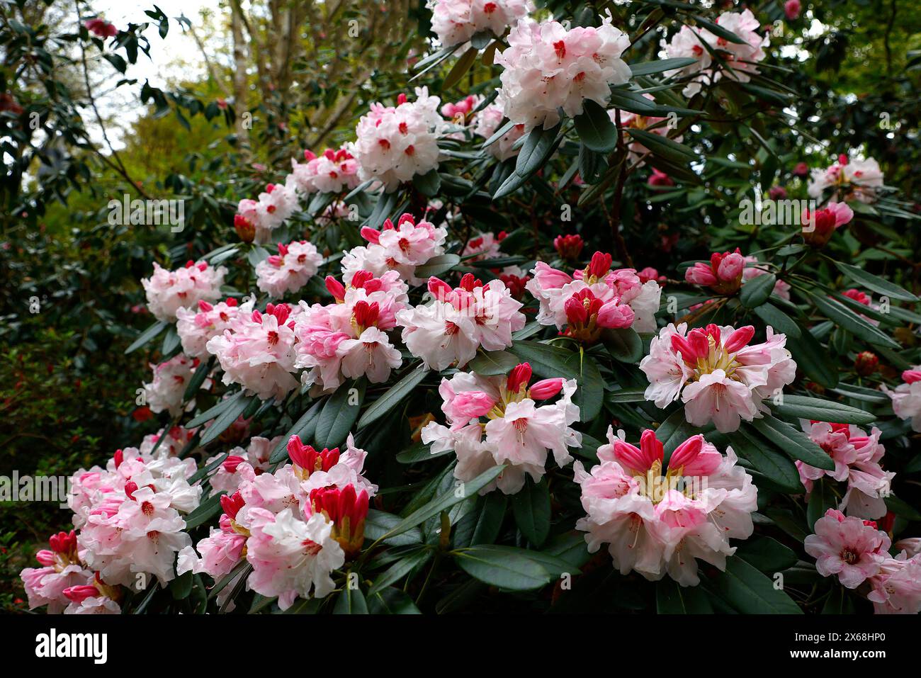 Closeup of the red white pink flowers of the evergreen yakushimanum ...