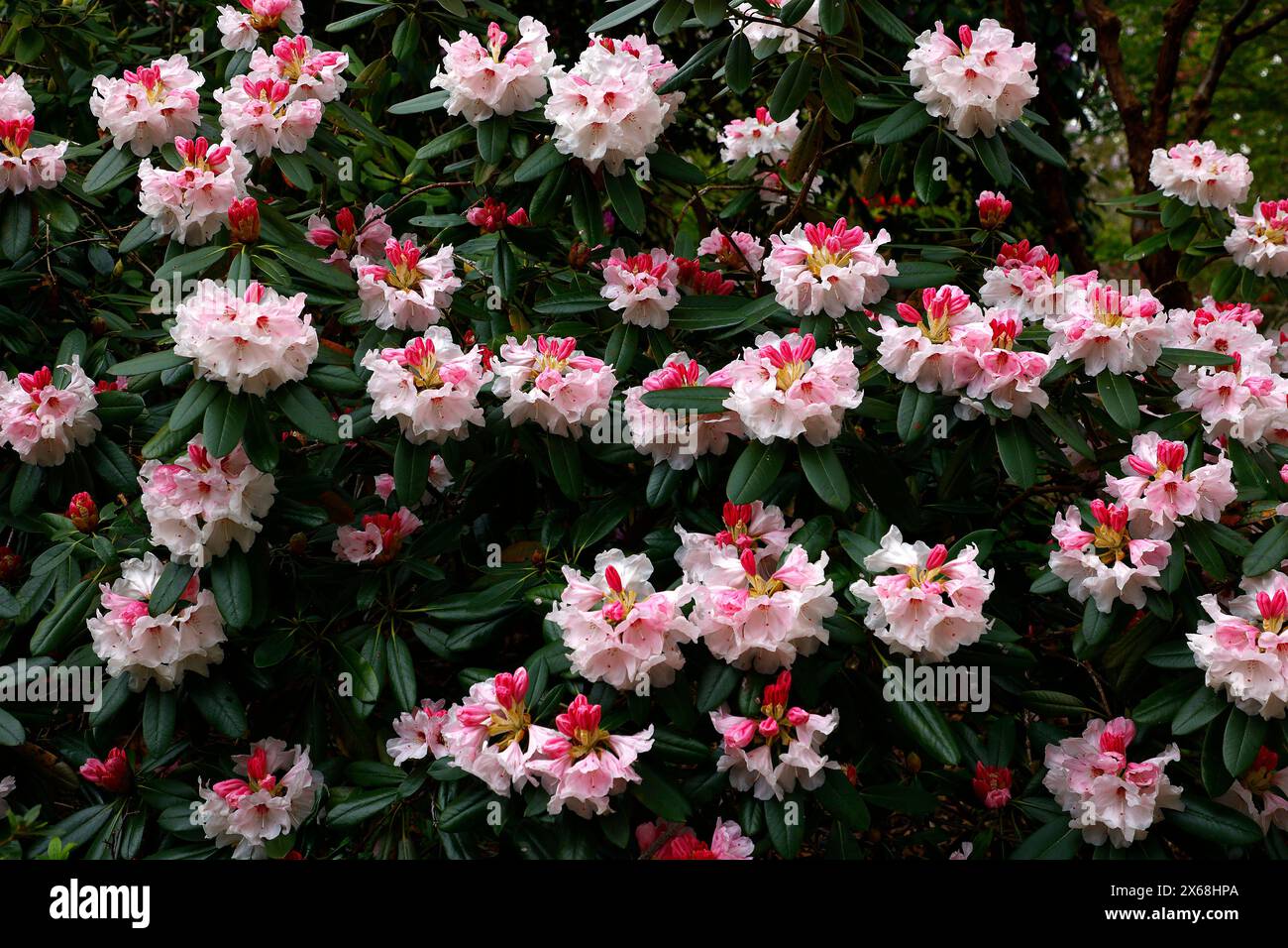 Closeup of the red white pink flowers of the evergreen yakushimanum ...