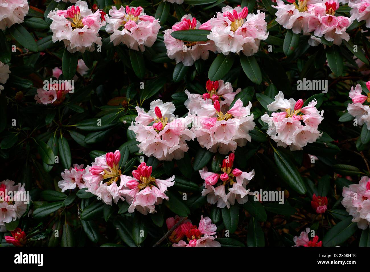 Closeup of the red white pink flowers of the evergreen yakushimanum ...