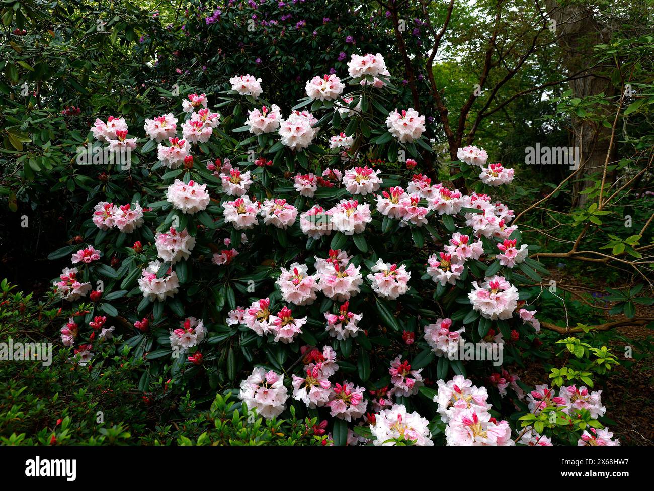 Closeup of the red white pink flowers of the evergreen yakushimanum ...