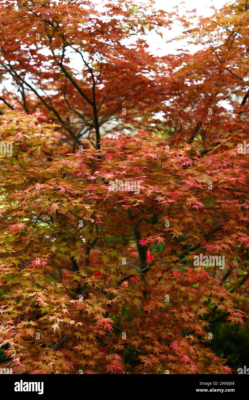Red pink yellow spring leaves of the Japanese maple acer palmatum ...