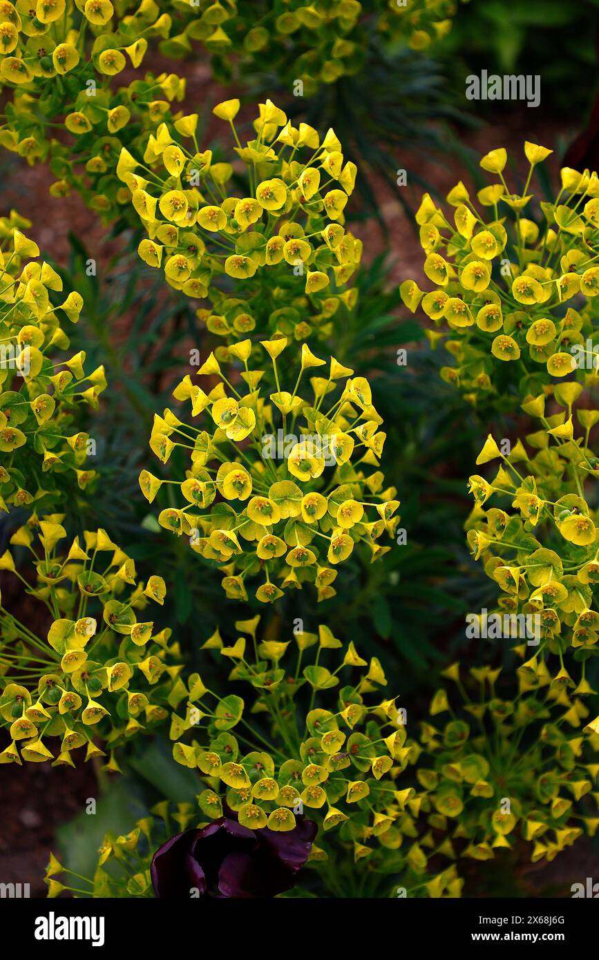 Closeup of the yellow green flowers of the evergreen perennial garden ...
