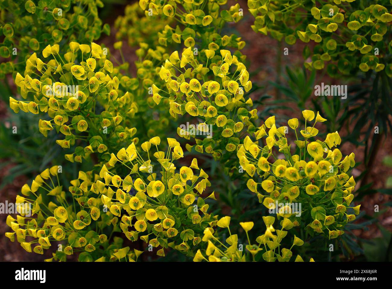 Euphorbia amygdaloides var robbiae mrs robbs bonnet hi-res stock ...