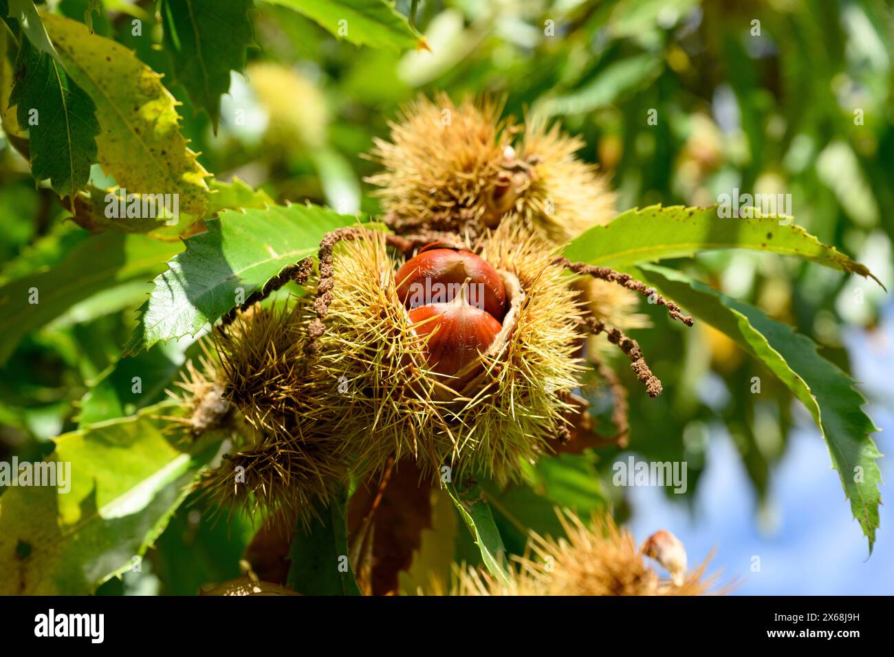 Beech family hi-res stock photography and images - Alamy