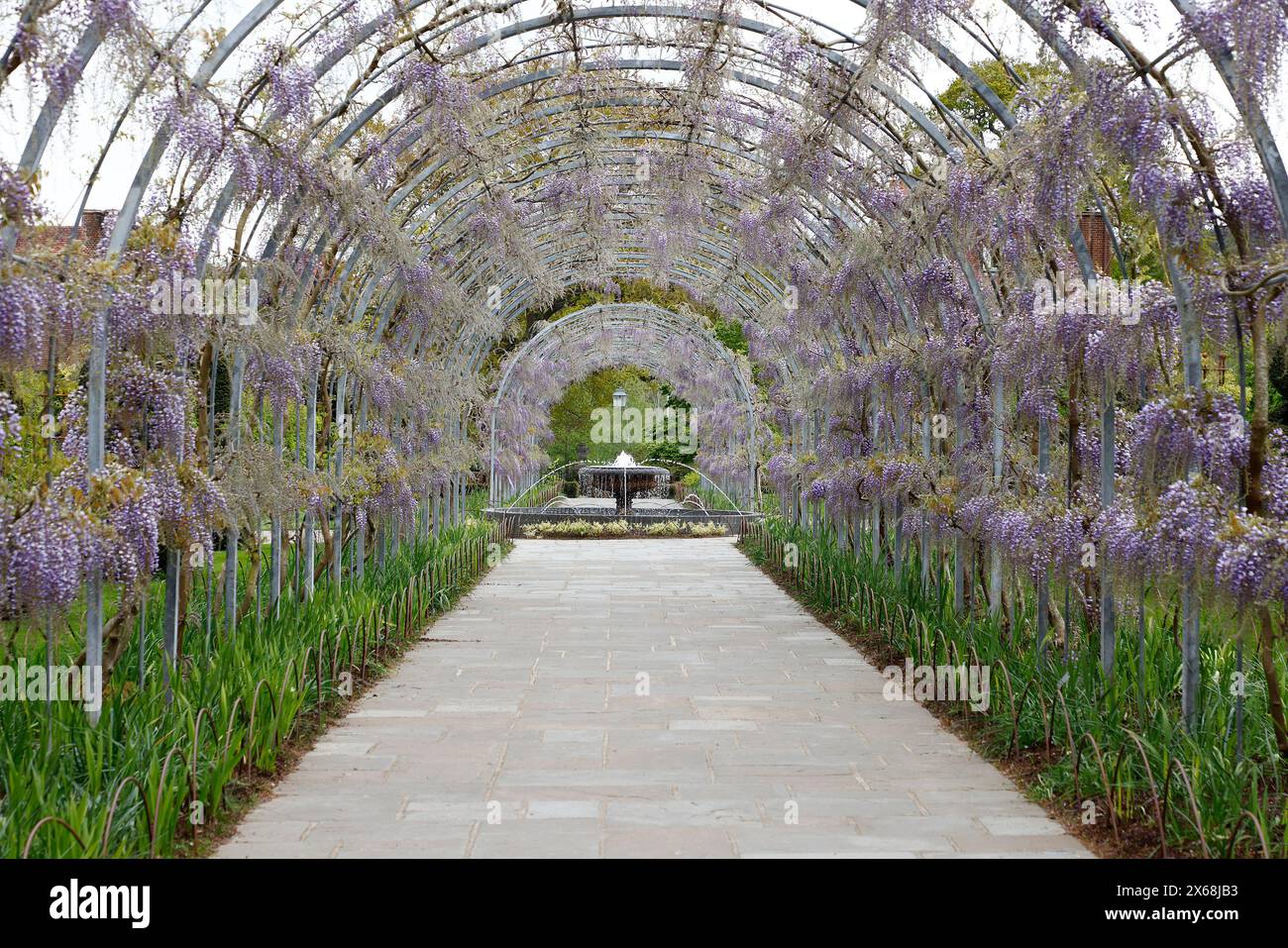 Blue purple flowers of the spring flowering wisteria growing and ...