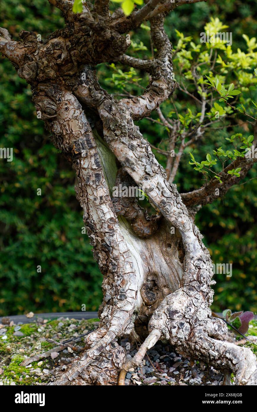Closeup of the hollow trunk of the Chinese elm bonsai tree ulmus ...