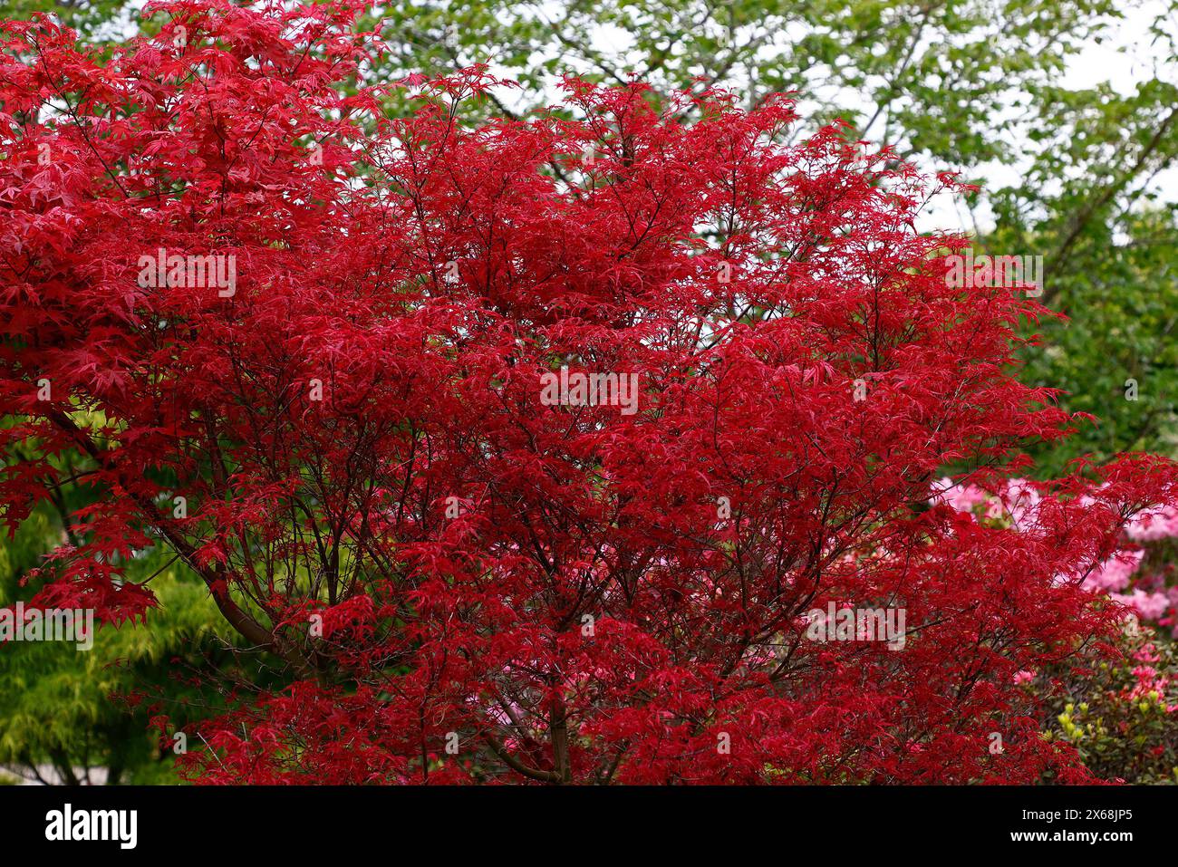 Closeup of the vibrant red new spring leaves of the low growing ...