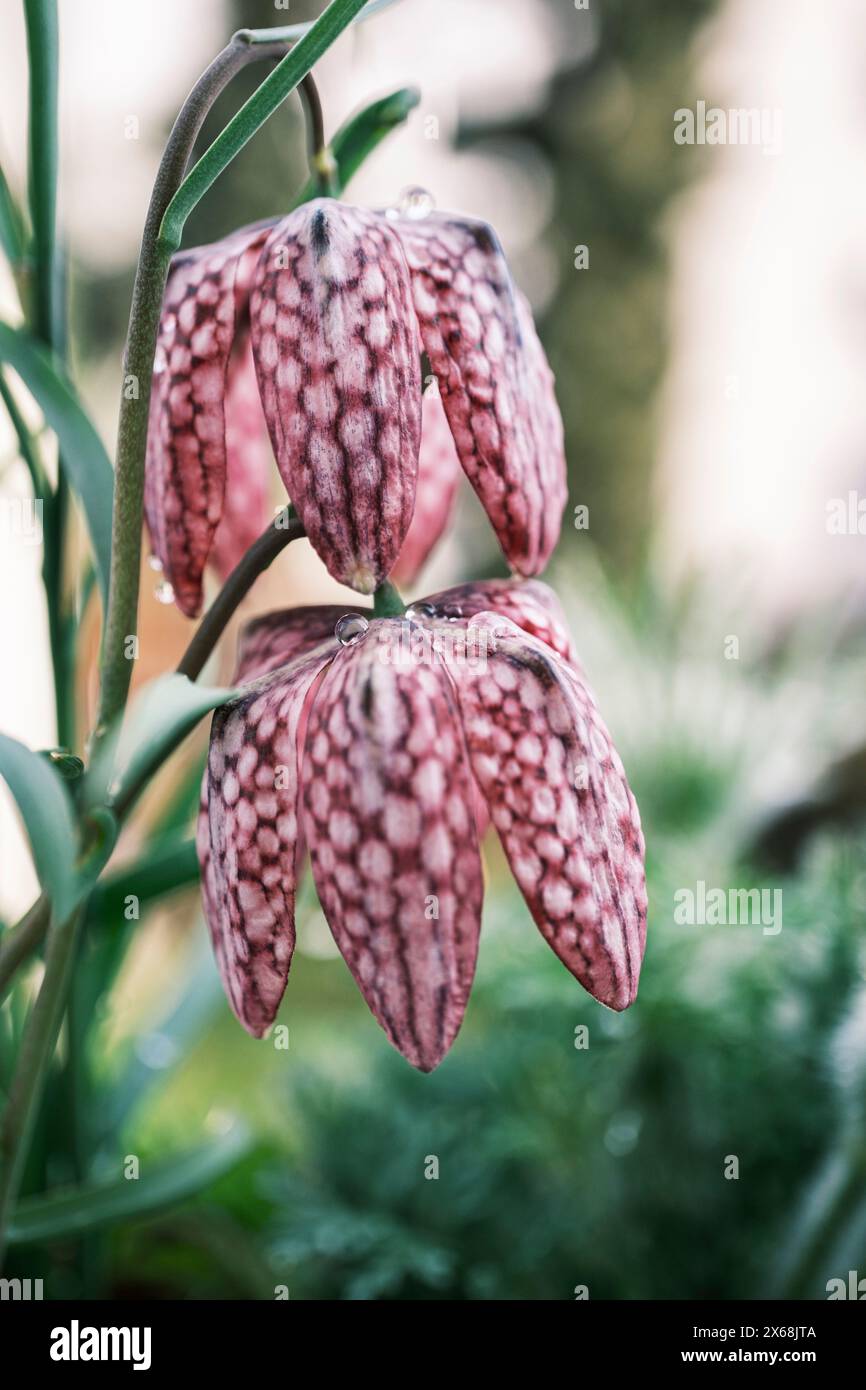 Flowers of the checkerboard flower Stock Photo - Alamy
