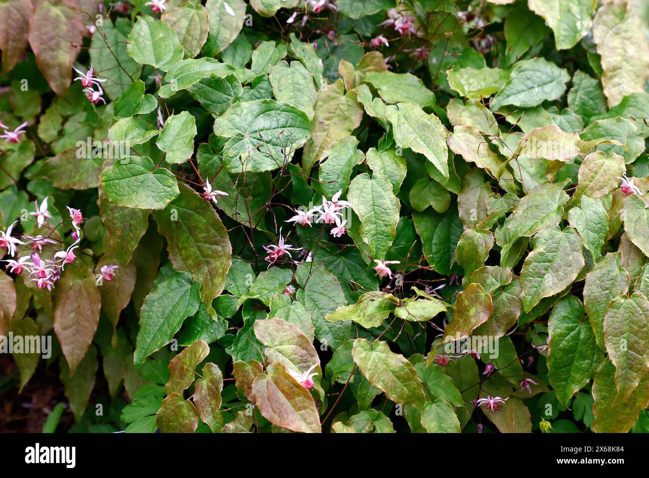 Closeup of the pale pink purple flowers of the spring flowering garden ...