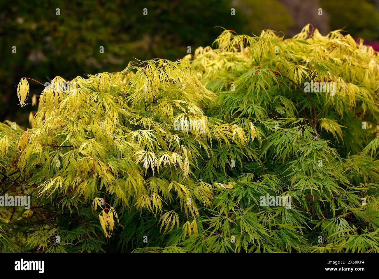 Closeup of the green spring leaves of the Japanese garden maple acer ...