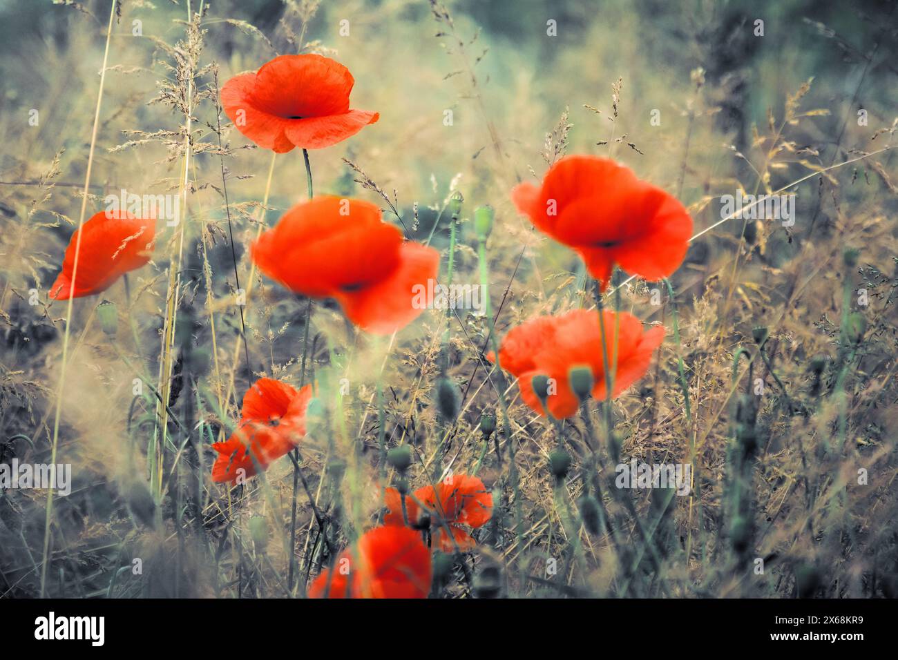 red poppies in the field. closeup background imagery for remembrance or ...