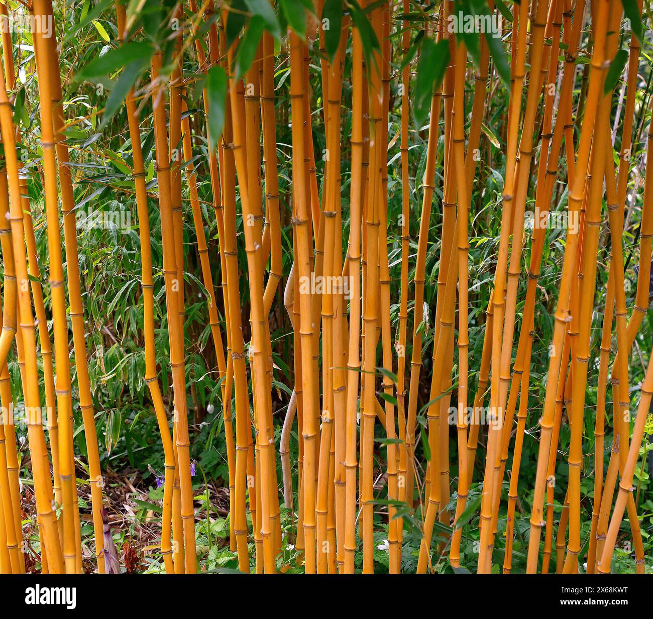 Closeup of the golden yellow canes of the perennial garden bamboo plant ...