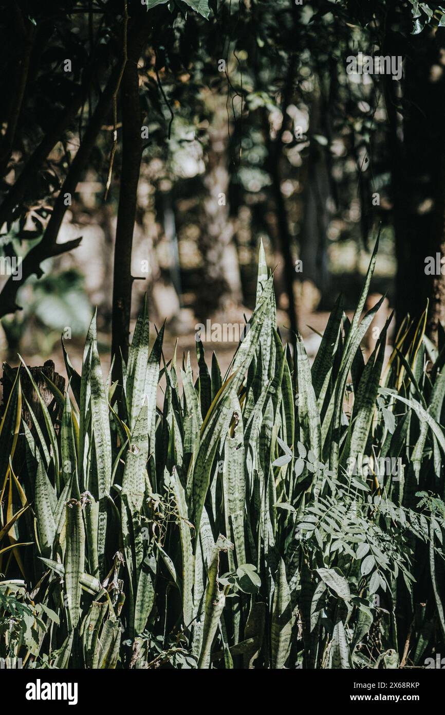 Lush tropical foliage at Chichen Itza, Tulum, Mexico Stock Photo - Alamy
