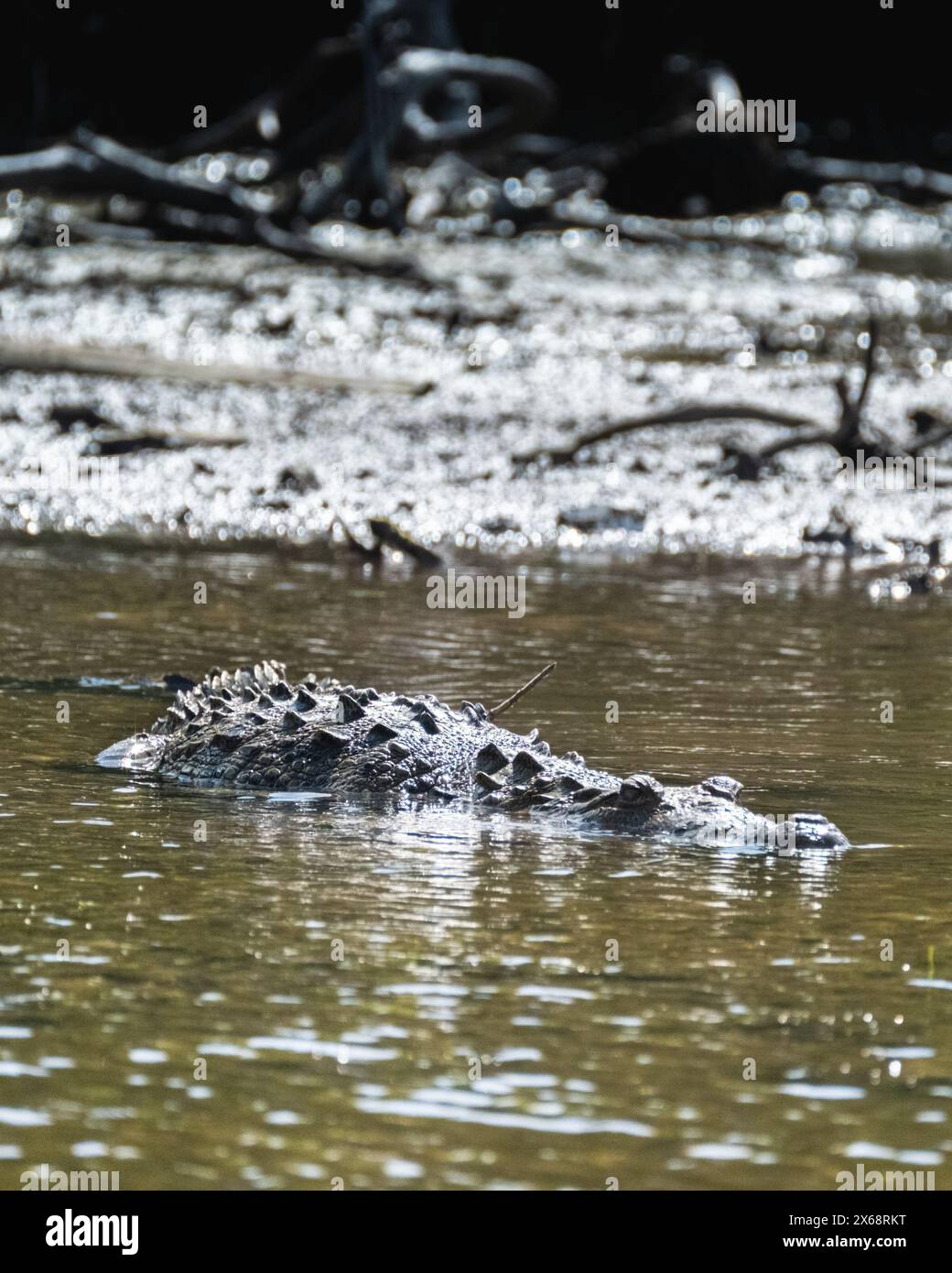 Crocodile lurking in muddy waters under sunlight, Cozumel, Mexico Stock ...