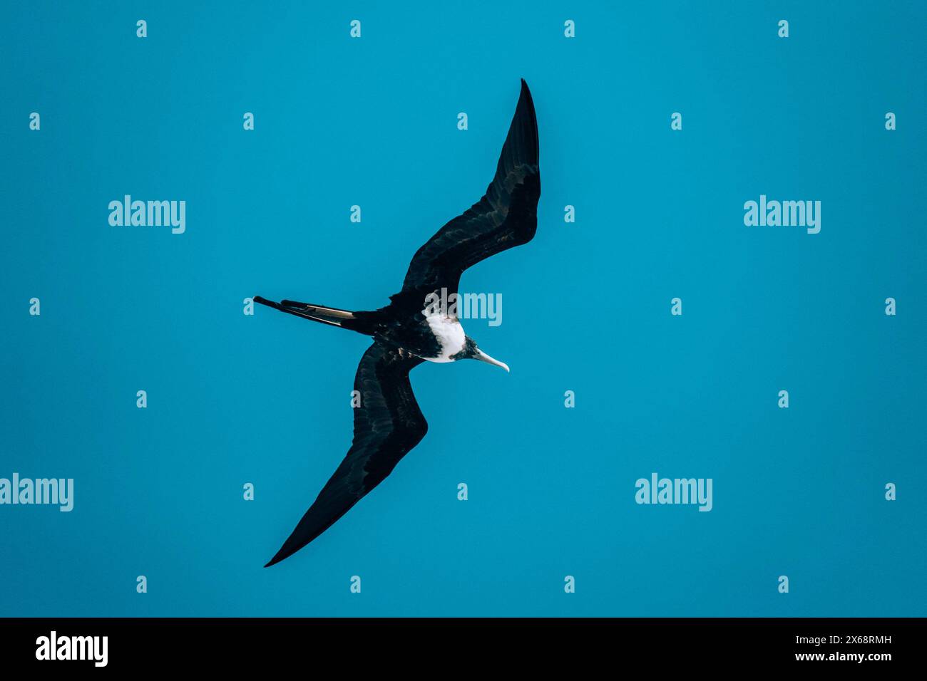 Magnificent frigatebird soaring in a clear blue sky, Cozumel, Mexico ...