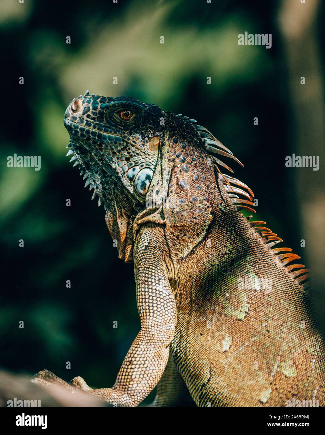 Detailed scales hi-res stock photography and images - Alamy