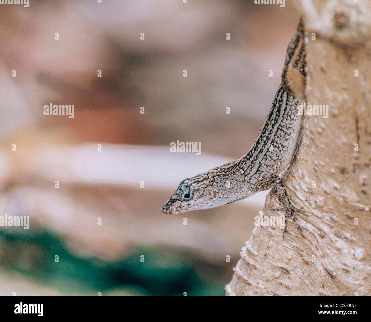 Slender terrestrial lizard hi-res stock photography and images - Alamy