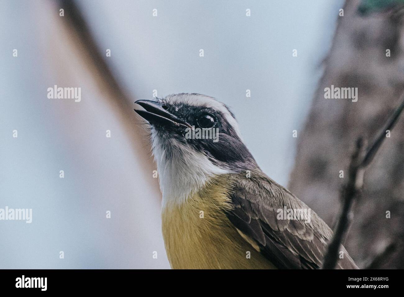 Close-up of a yellow-breasted bird, Chichen Itza, Tulum Stock Photo - Alamy