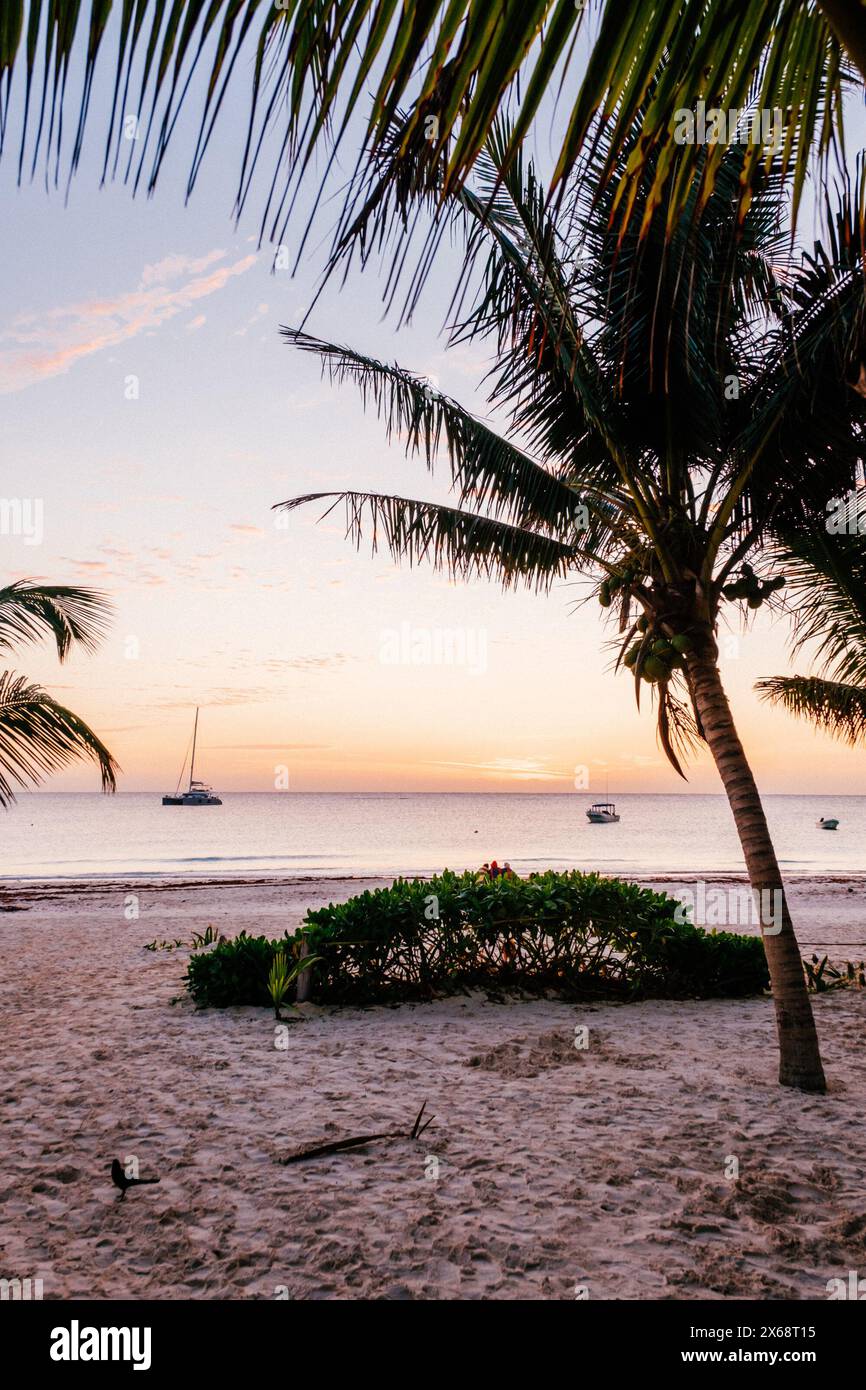 Dawn sky with pink clouds over tropical palm trees Stock Photo - Alamy
