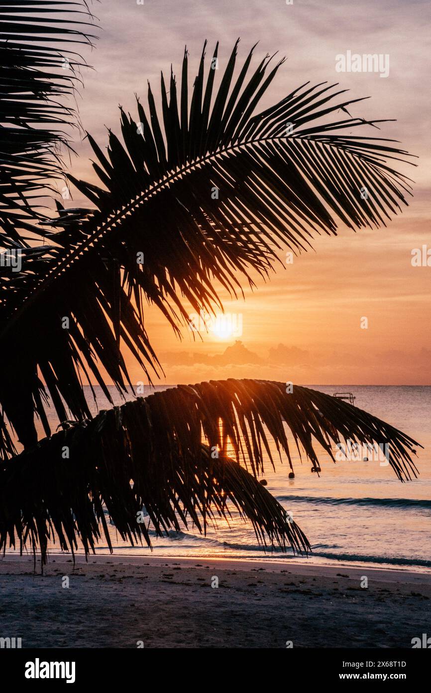 Sunset over Tulum beach with silhouette of leaning palm Stock Photo - Alamy