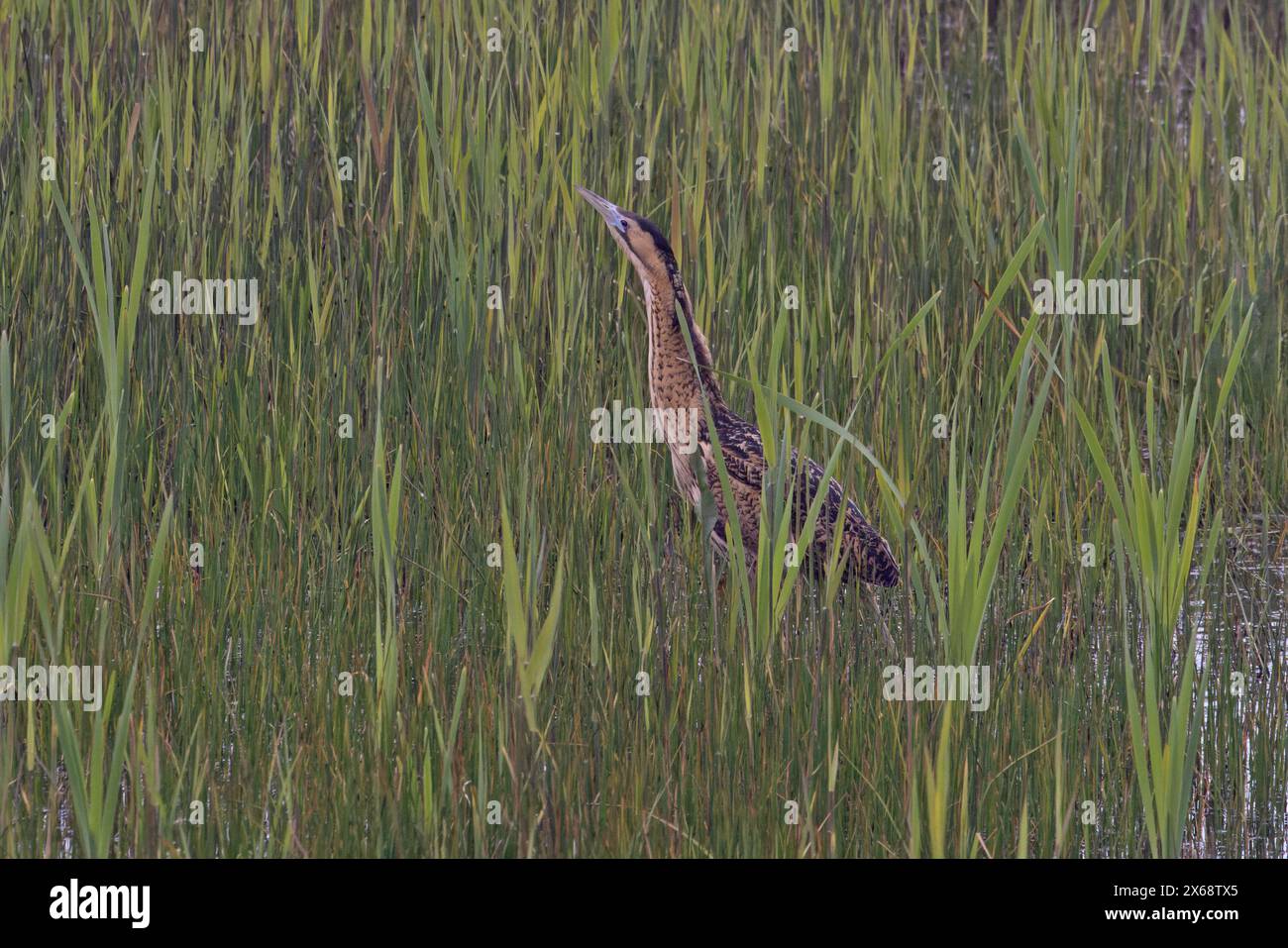 Bittern (Botaurus stellaris) Suffolk April 2024 Stock Photo - Alamy