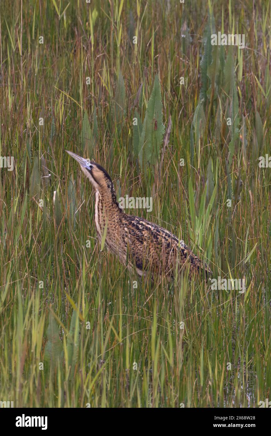 Bittern (Botaurus stellaris) Suffolk April 2024 Stock Photo - Alamy