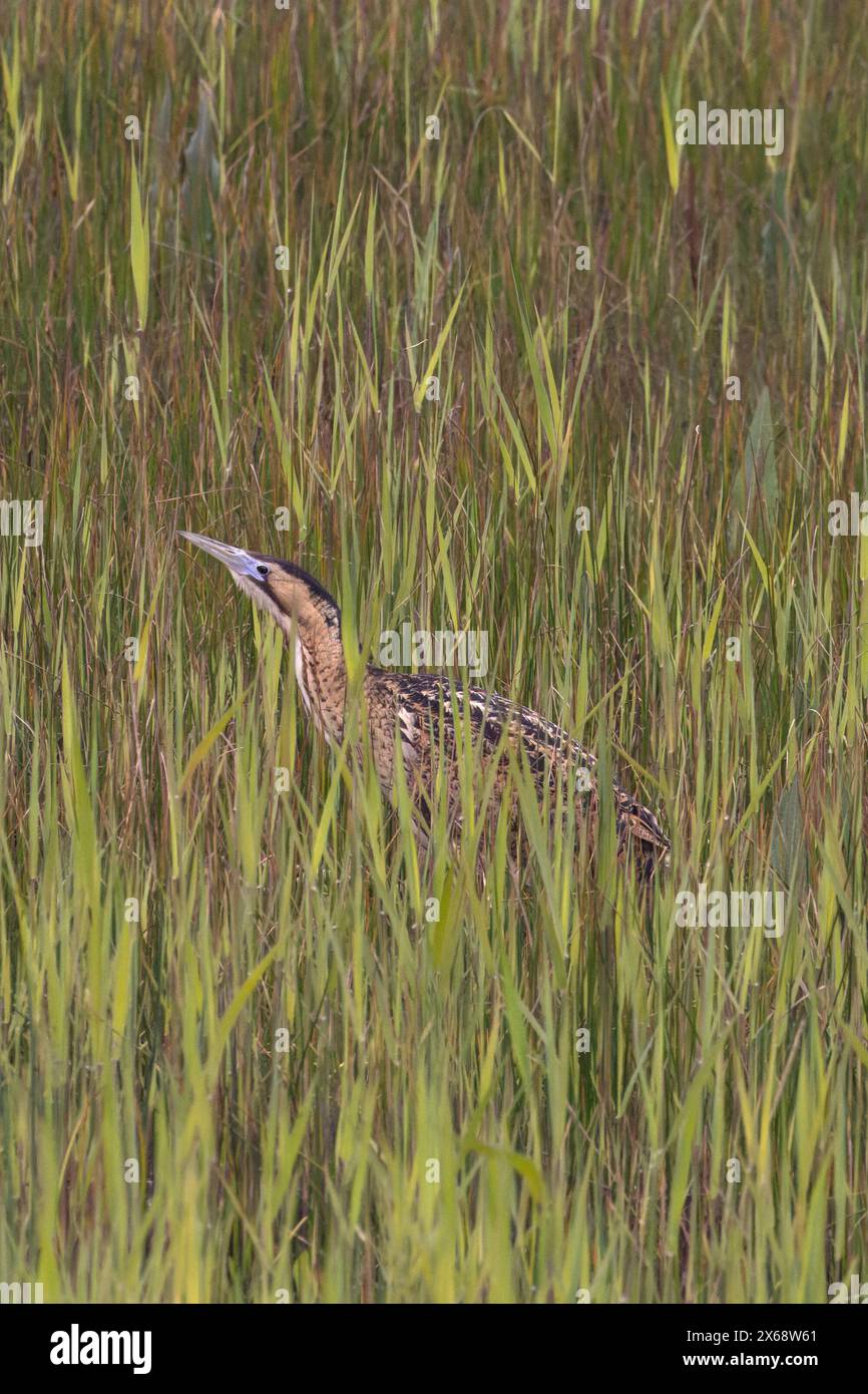 Bittern (Botaurus stellaris) Suffolk April 2024 Stock Photo - Alamy