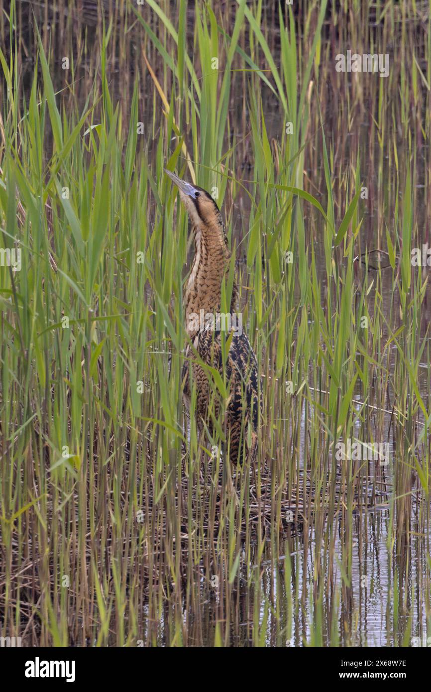 Bittern (Botaurus stellaris) Suffolk April 2024 Stock Photo - Alamy