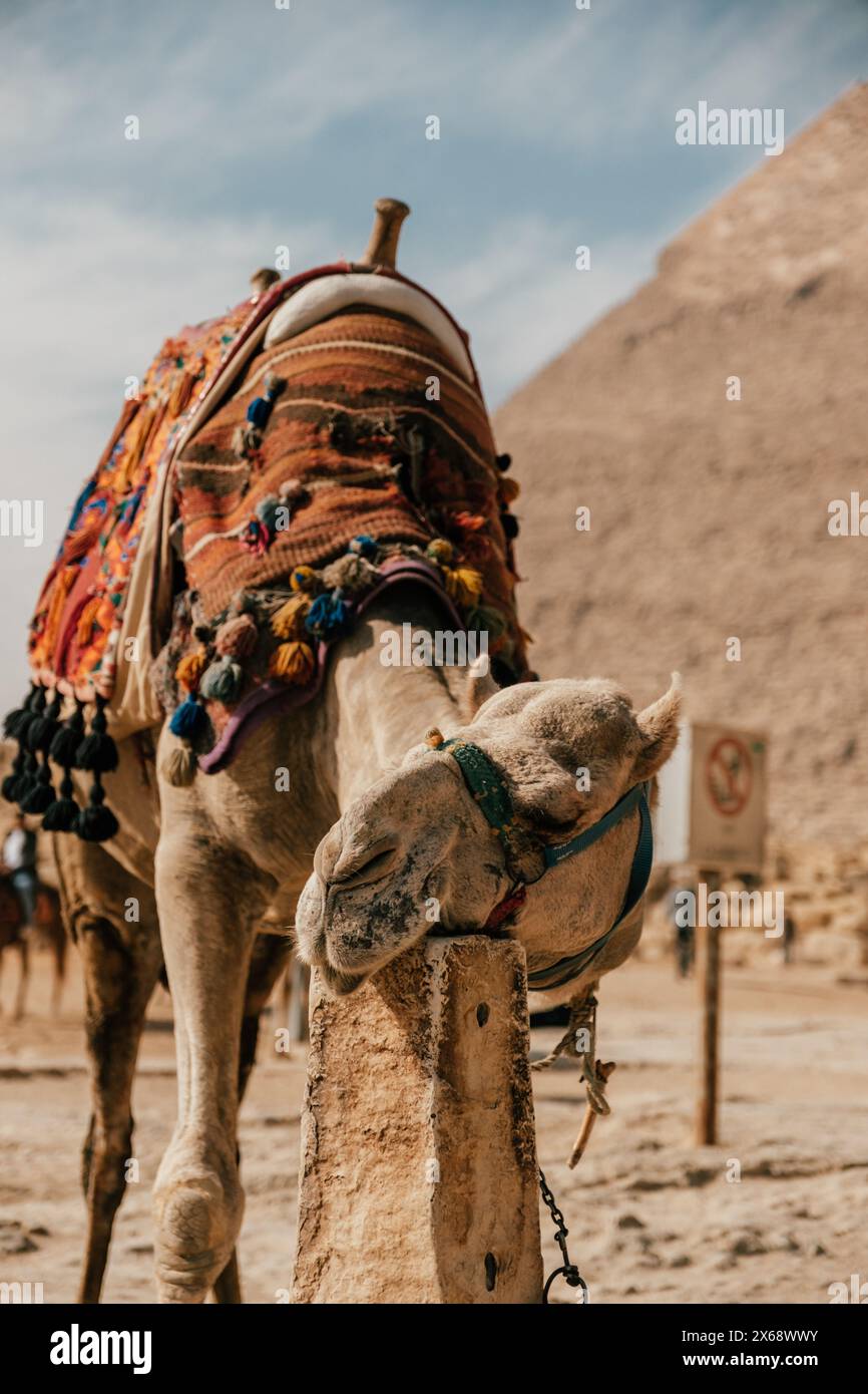 Camel in Giza Pyramid Complex, Egypt Stock Photo - Alamy