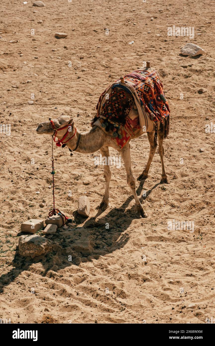 Camel in Giza Pyramid Complex, Egypt Stock Photo - Alamy