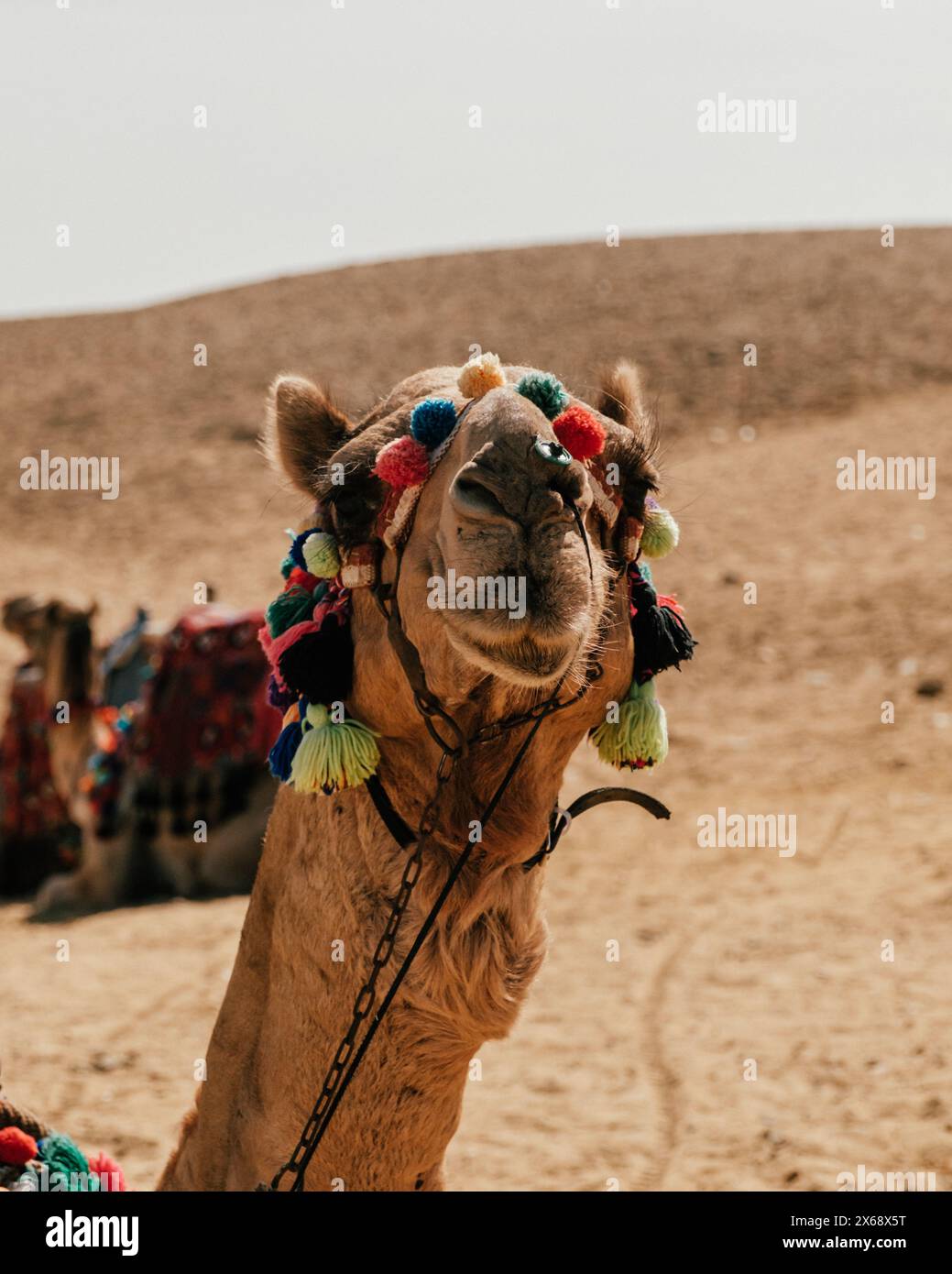 Camel in Giza Pyramid Complex, Egypt Stock Photo - Alamy