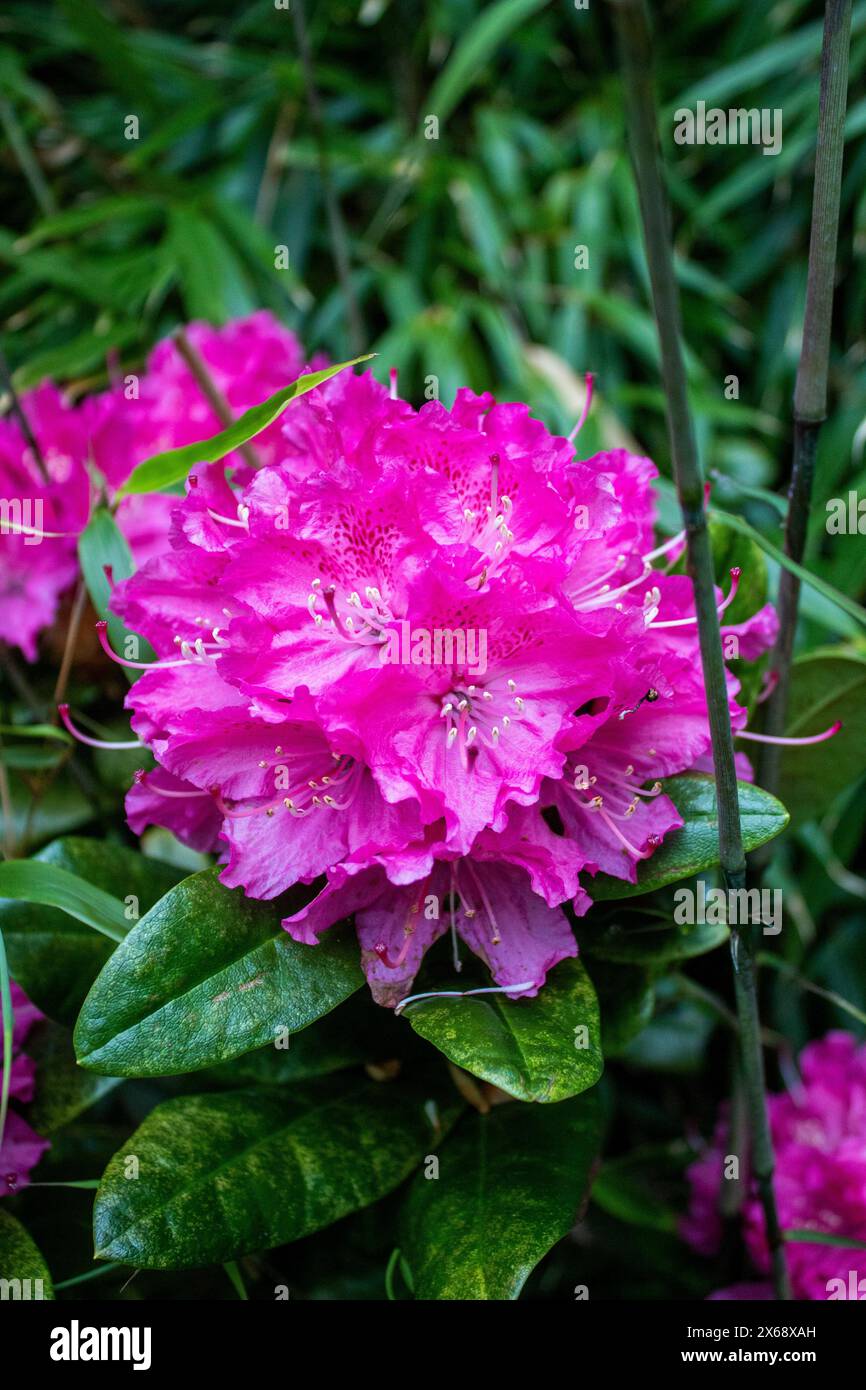 Mixed pink flower hi-res stock photography and images - Alamy