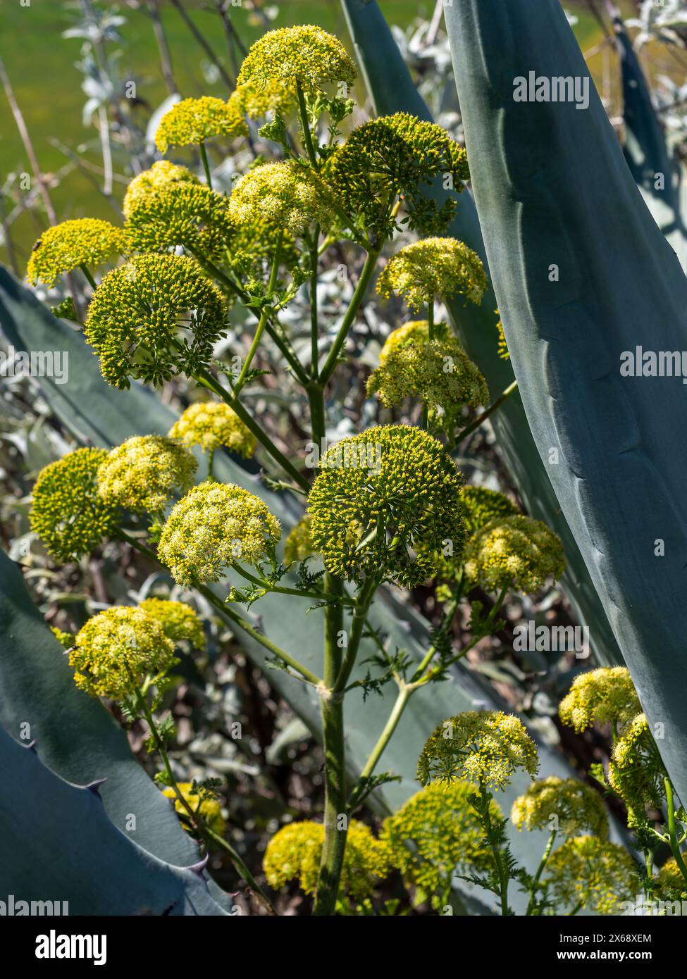 Umbelliferous blossom hi-res stock photography and images - Alamy