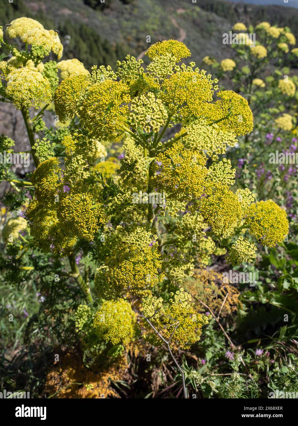 Umbelliferous blossom hi-res stock photography and images - Alamy