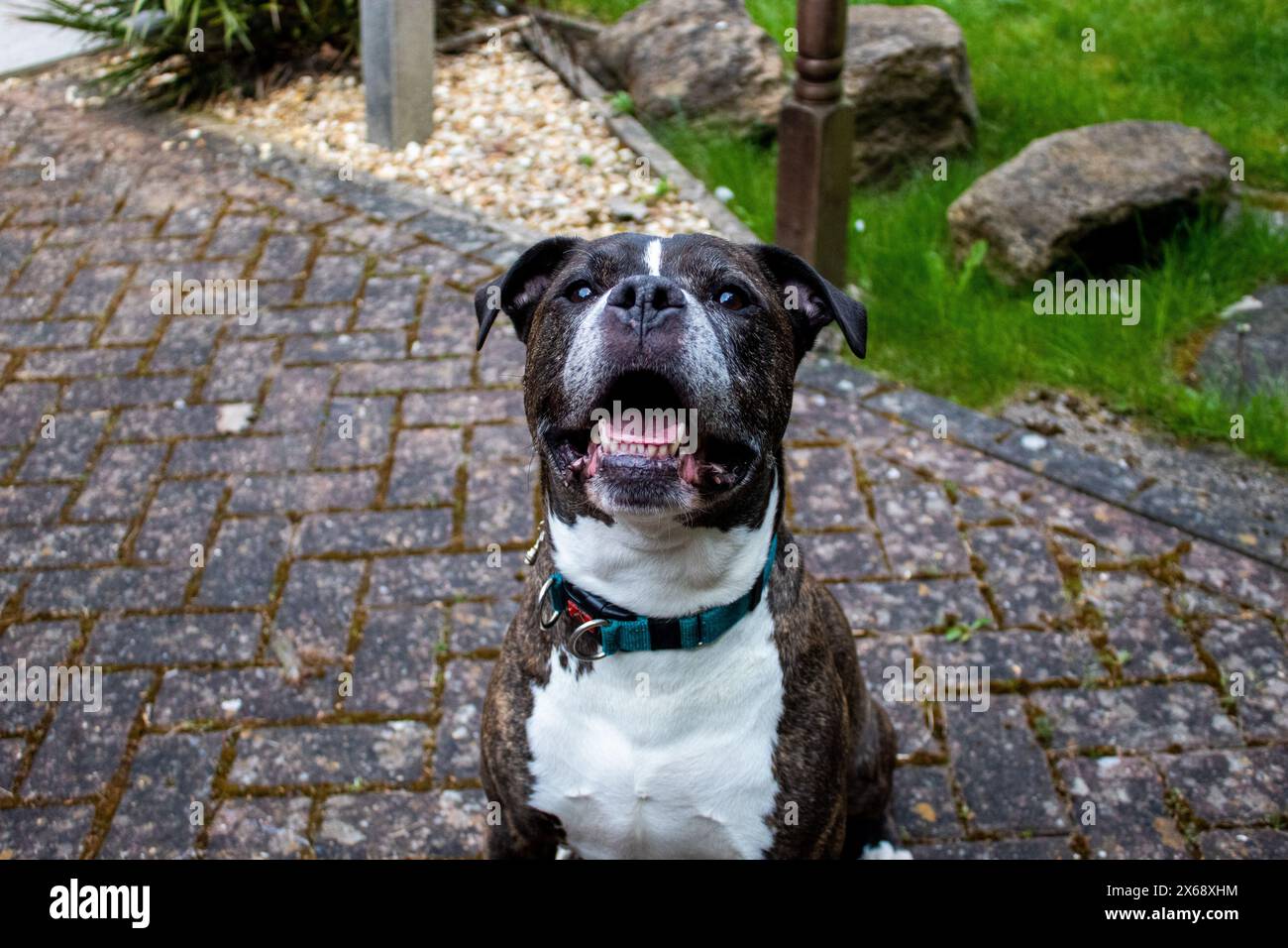 Cute dog posing outside Stock Photo - Alamy