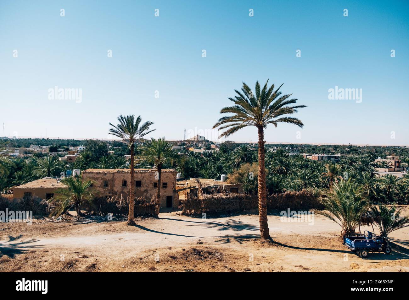 Palm trees next to Mountain of dead in Siwa Oasis, Egypt Stock Photo ...