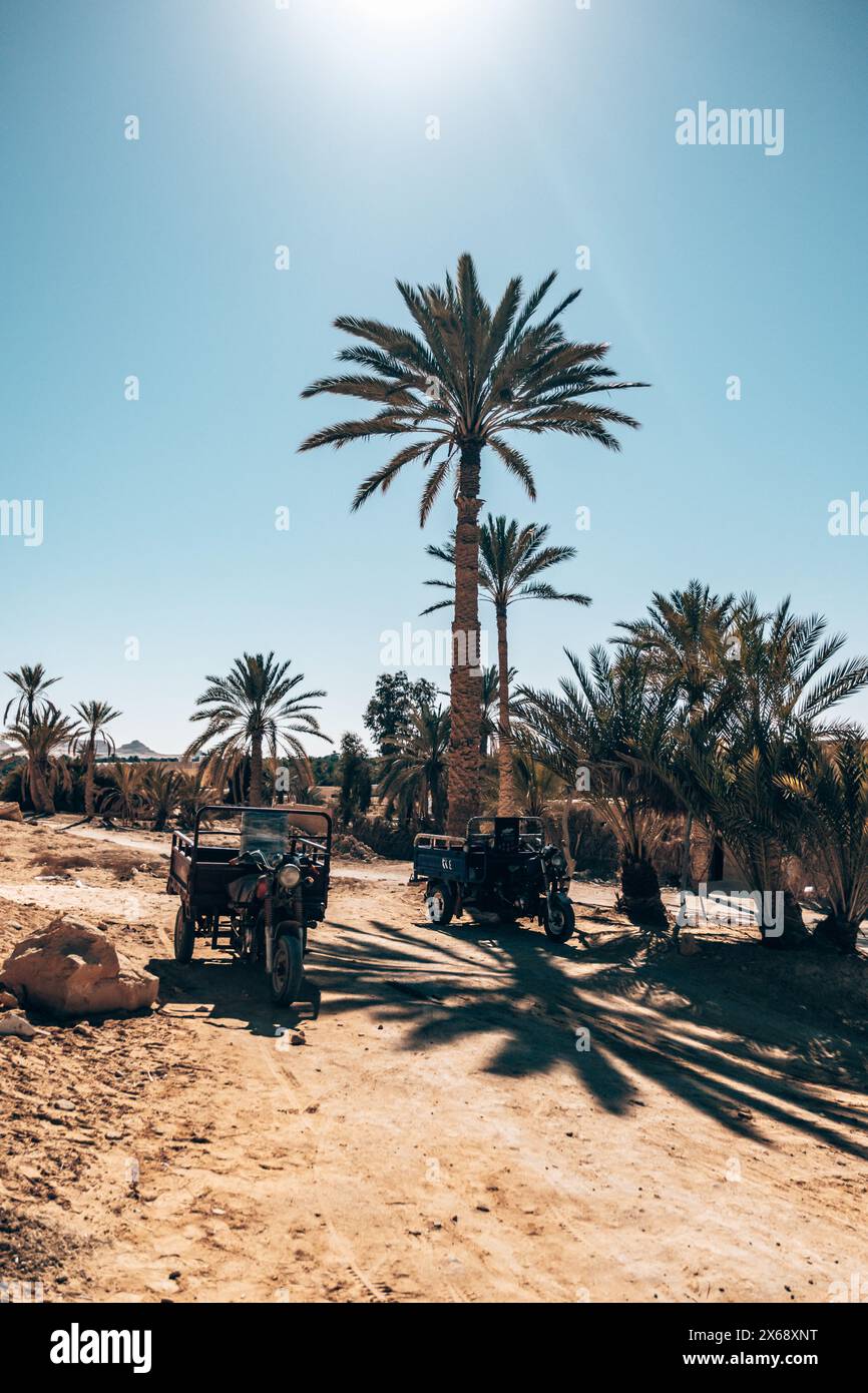 Palm trees next to Mountain of dead in Siwa Oasis, Egypt Stock Photo ...