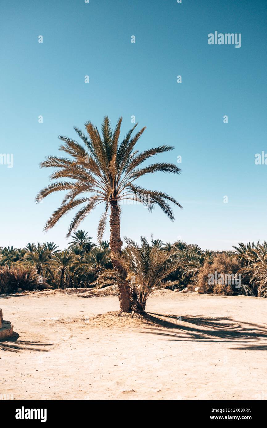 Palm trees next to Mountain of dead in Siwa Oasis, Egypt Stock Photo ...