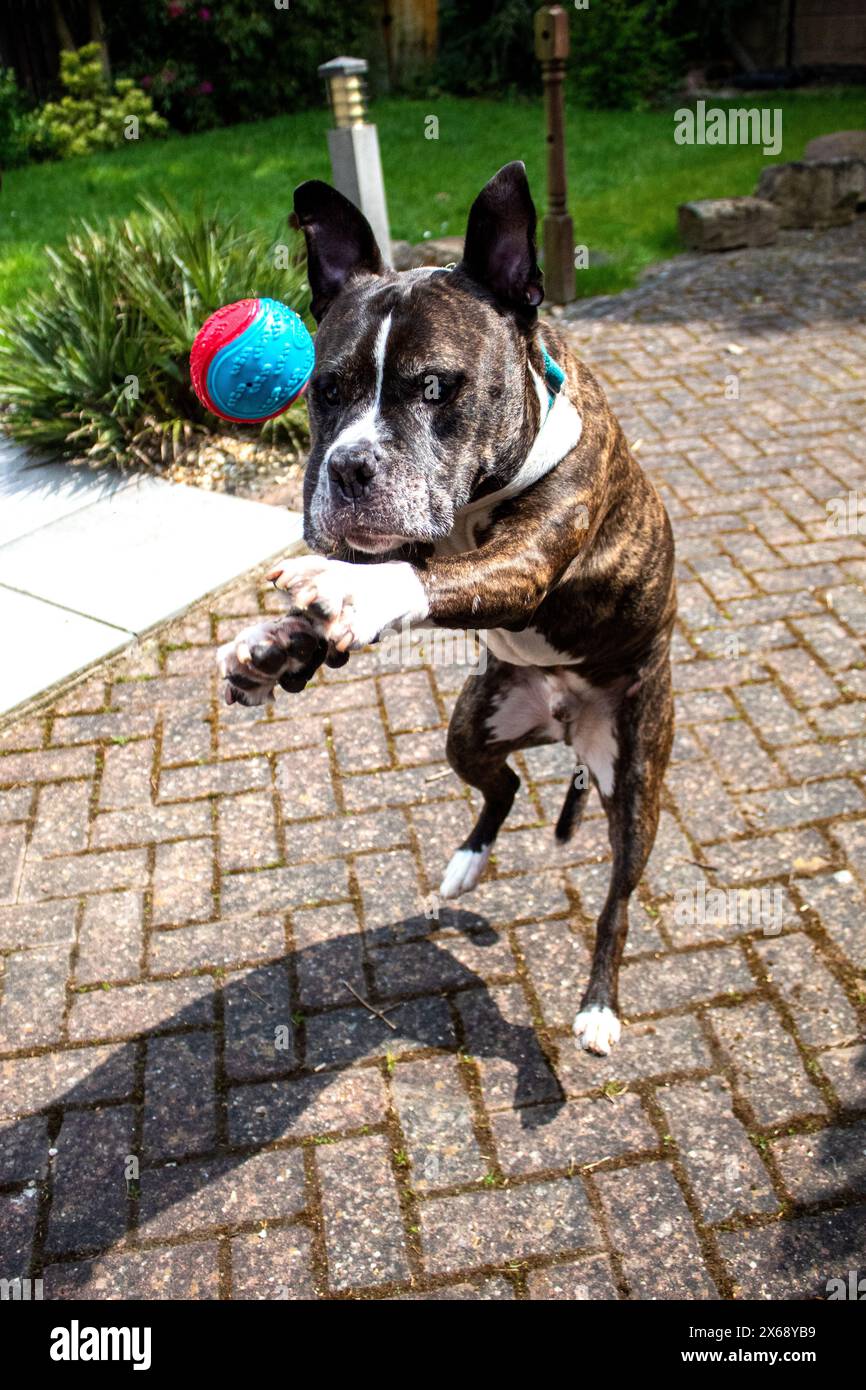 Dog mid air catching ball Stock Photo - Alamy