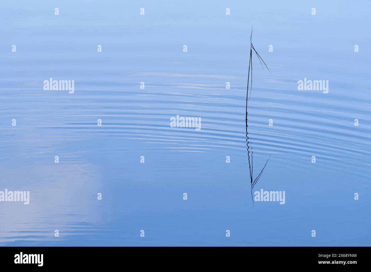 Falling drops of water form circles on the surface of a lake, a blade ...