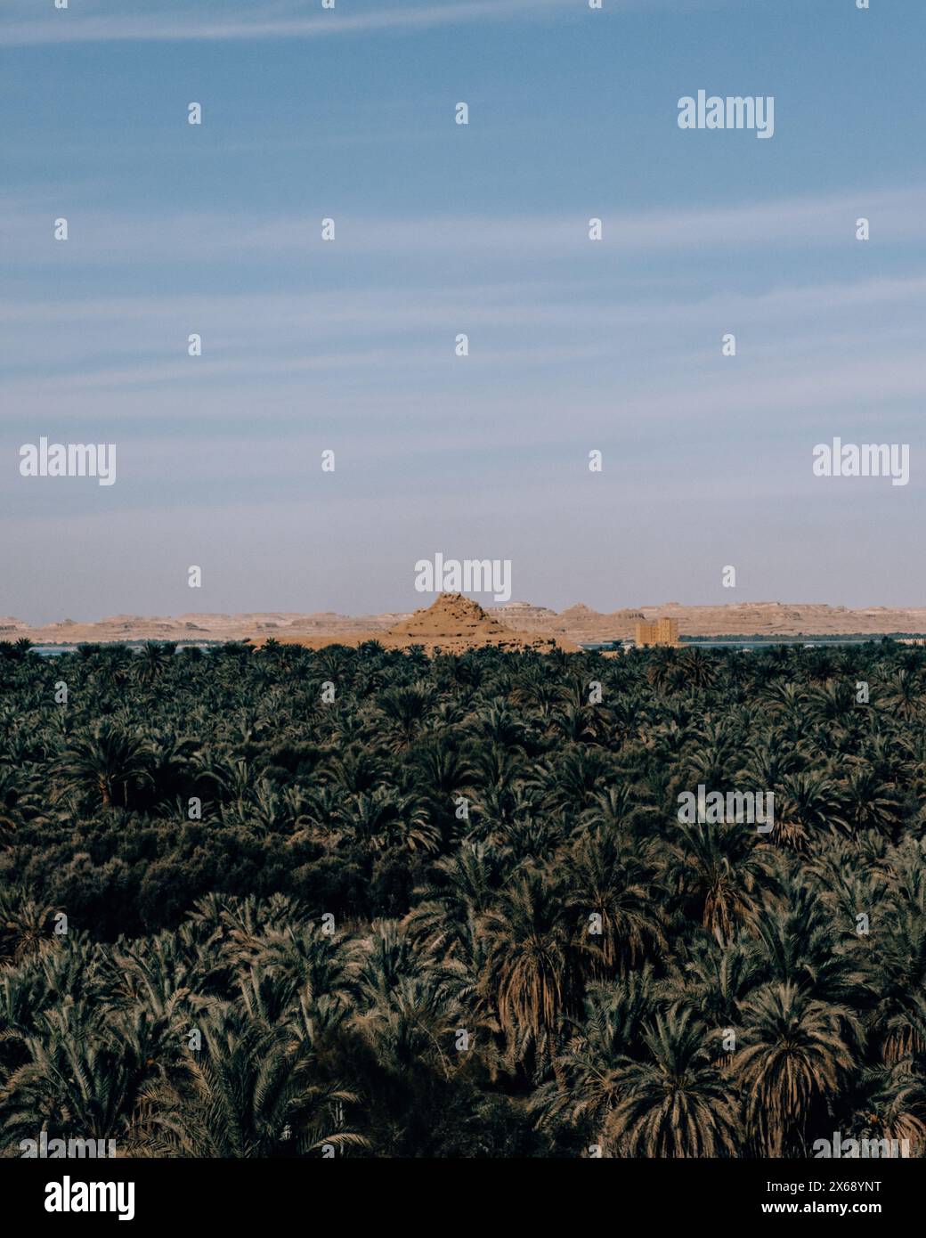 Panoramic view of dense palm trees with desert hills in the background ...