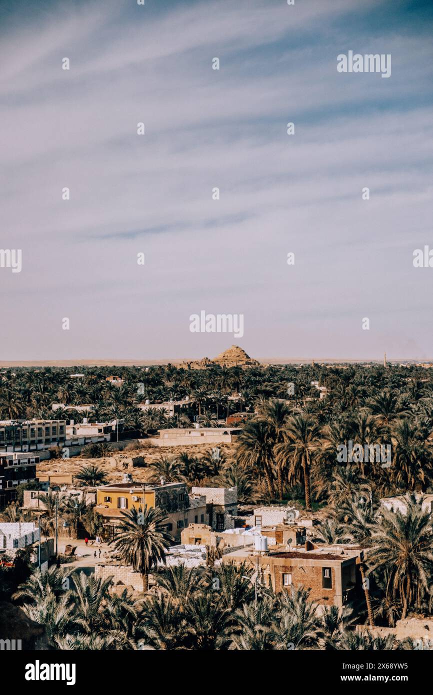 Panoramic view of dense palm trees with desert hills in the background ...